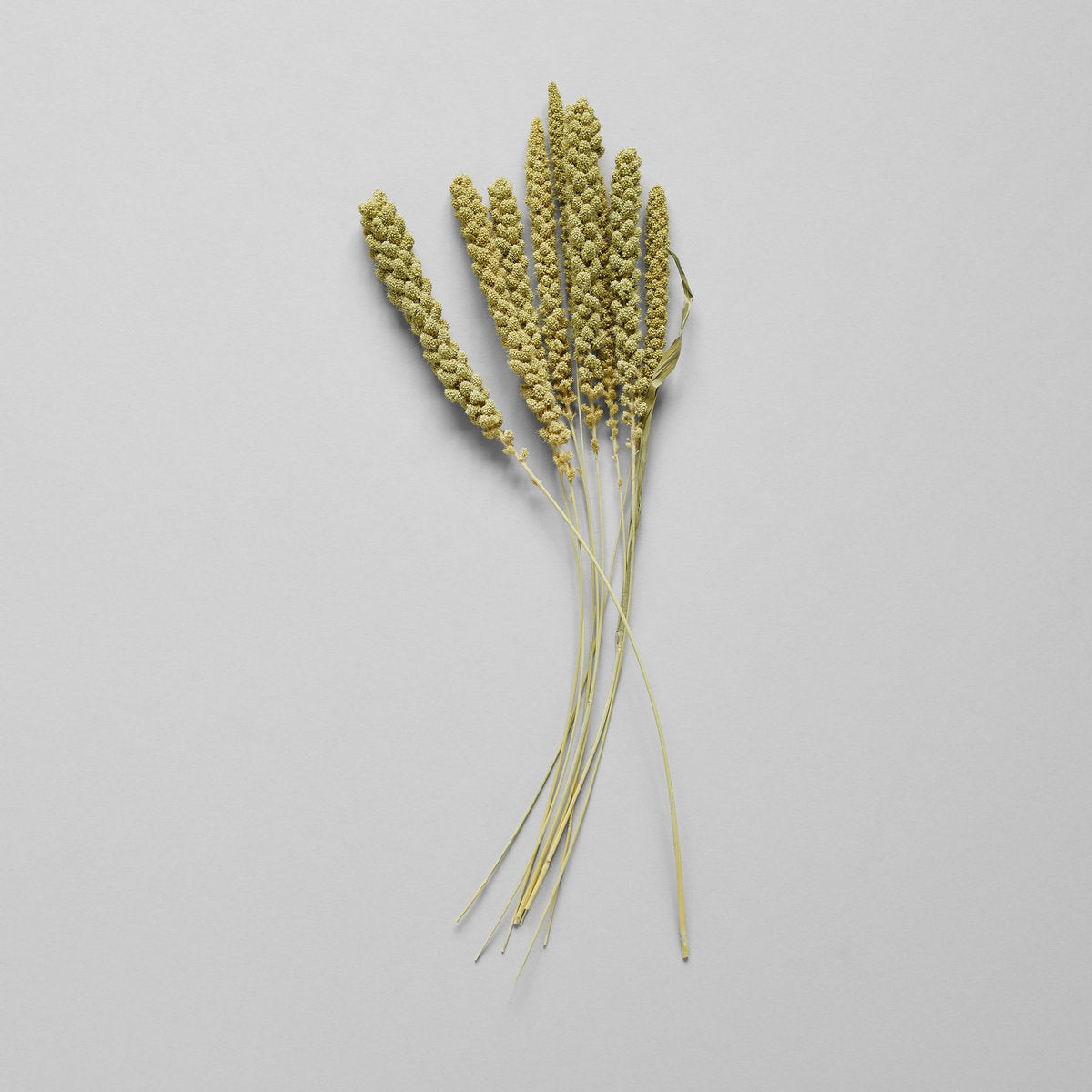 Dried Spray Millet