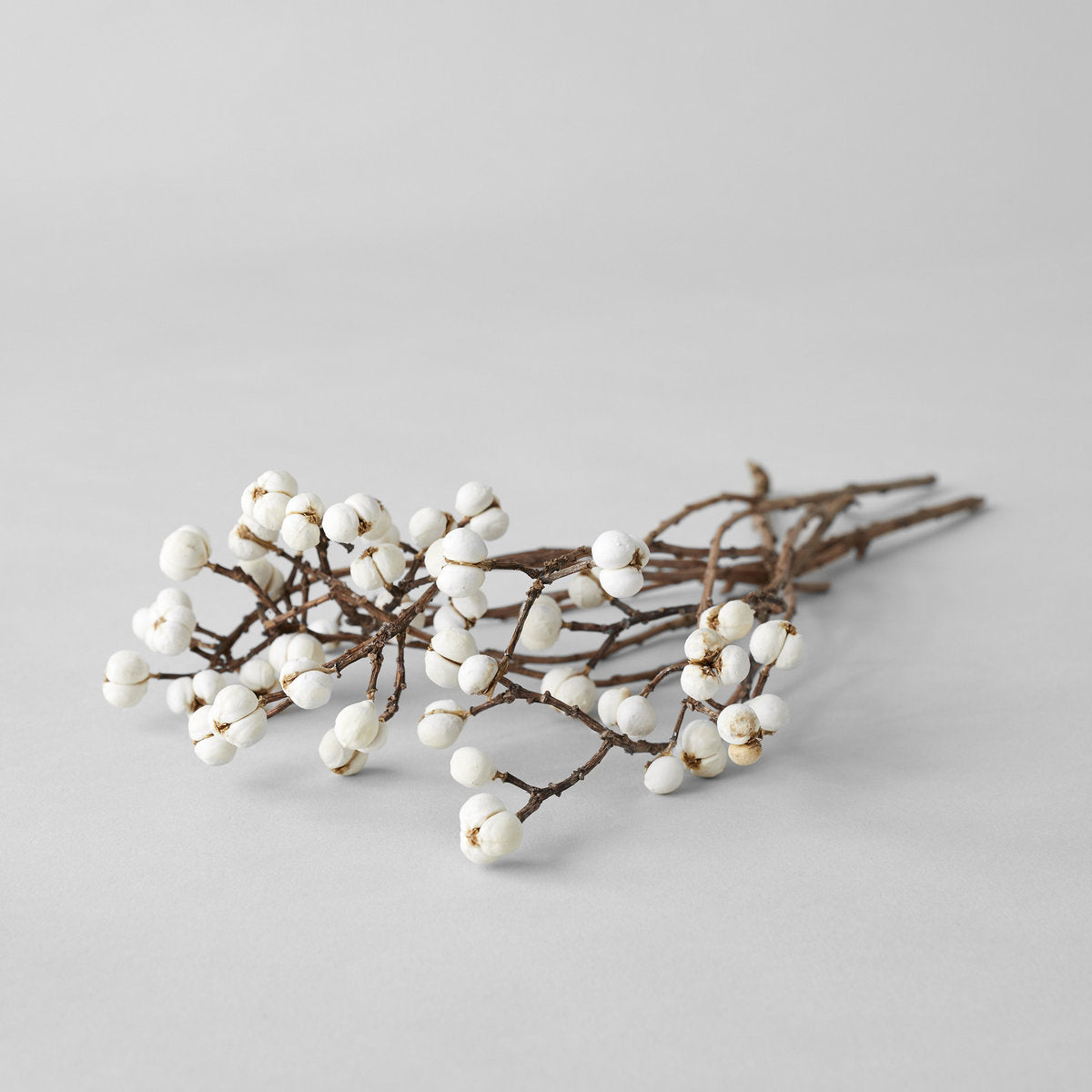 Dried Tallow Berry Branches | Bloomist