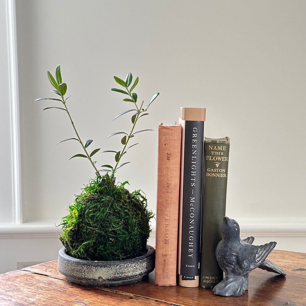Olive Tree Kokedama | Bloomist