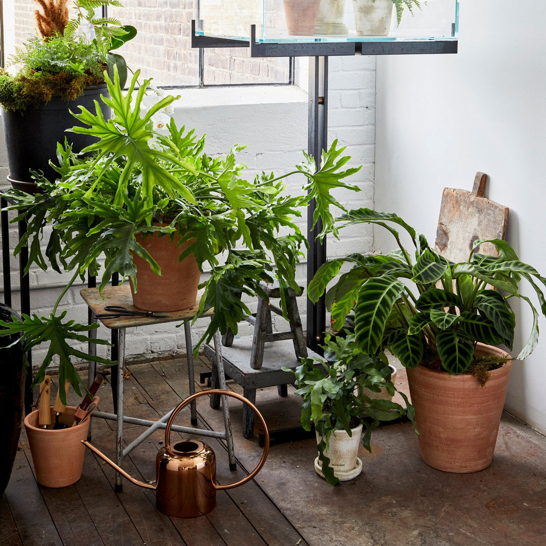 The Best Plants for Terracotta Pots: A Complete Guide