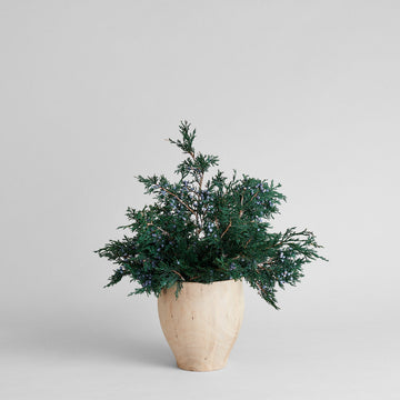Preserved Juniper With Berries
