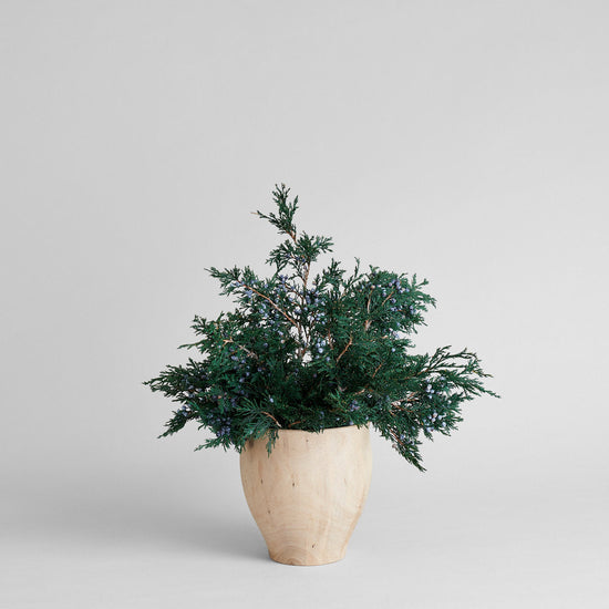 Preserved Juniper With Berries