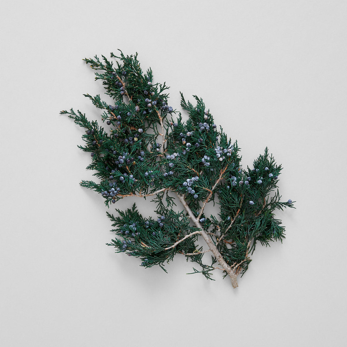 Preserved Juniper With Berries