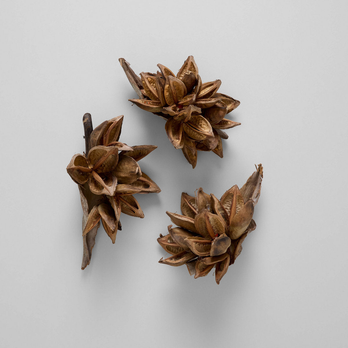 Dried Natural Star Pods