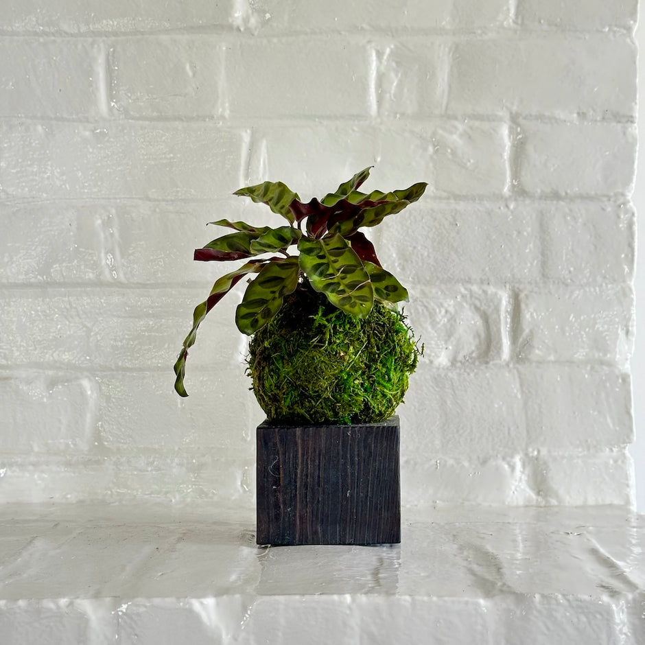 Kokedama Plants | Sculptural Moss Balls for Modern Spaces