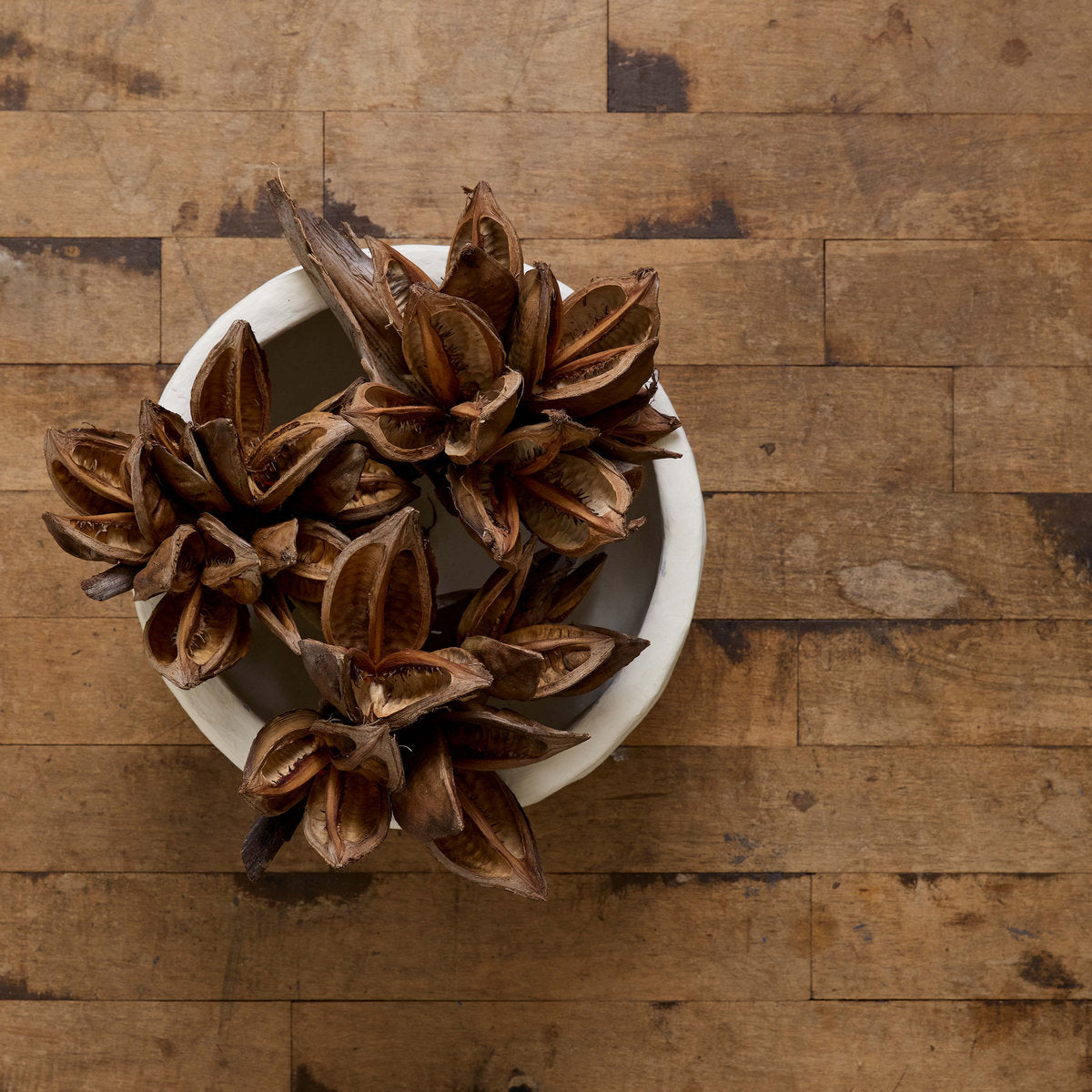 Dried Natural Star Pods