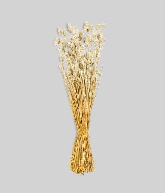Dried Whitewashed Phalaris | Soft Cream Dried Grass