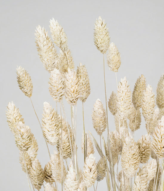 Dried Whitewashed Phalaris | Soft Cream Dried Grass
