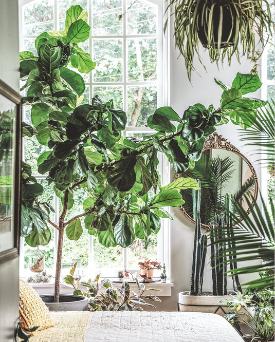 Hilton Carter, Plant Stylist, Author, And Father Of A Fiddle-leaf Fig