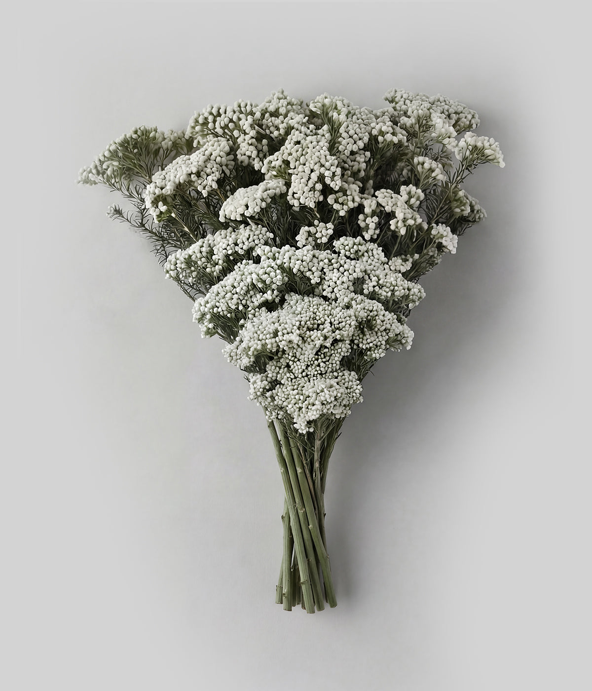 Preserved White Rice Flower | Soft Dense Stems That Last