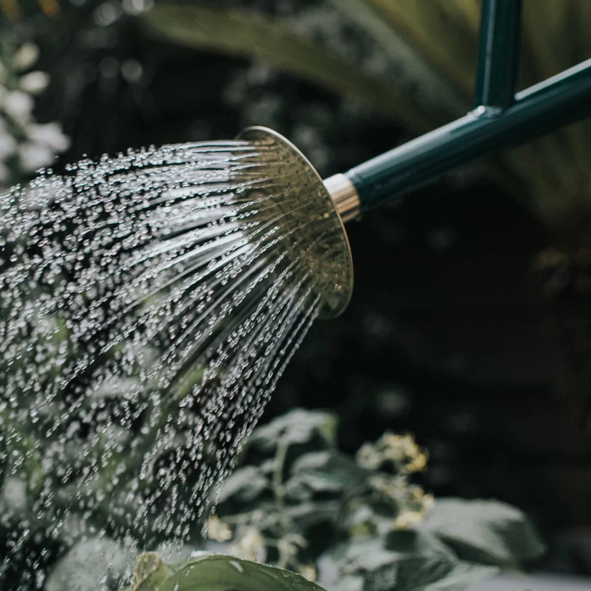 The Bearwood Brook Green 2 Gallon Metal Watering Can | Haws UK
