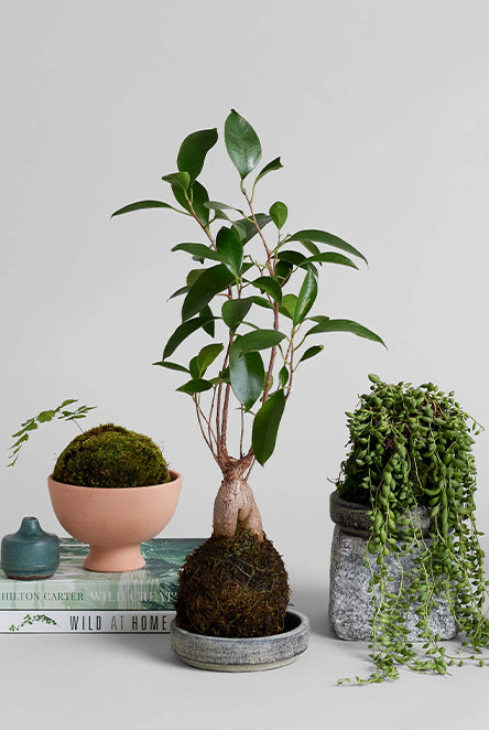 The Best Plants for Terracotta Pots: A Complete Guide