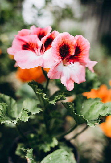 The Best Plants for Terracotta Pots: A Complete Guide