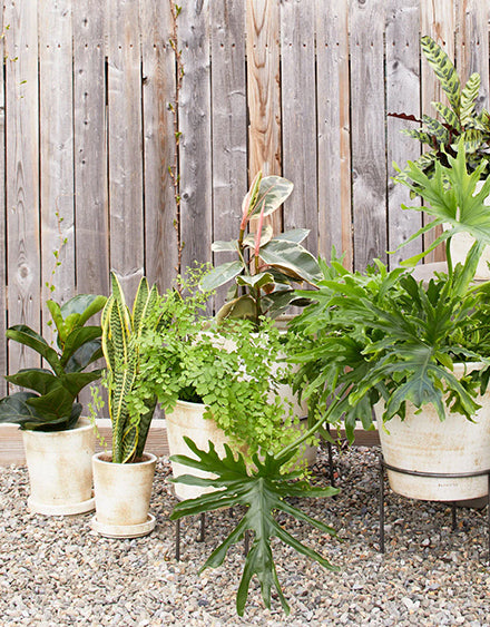 The Best Plants for Terracotta Pots: A Complete Guide