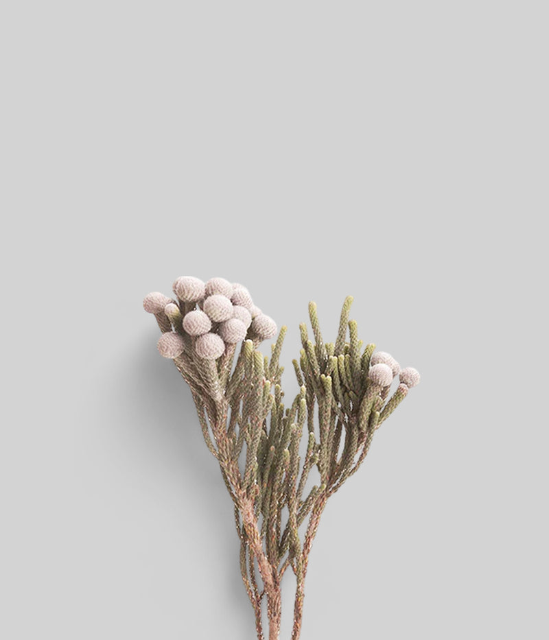 Dried Natural Silver Brunia Stems | Silver Brunia Flower