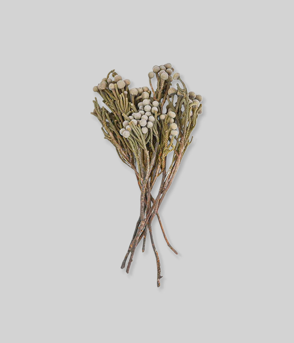 Dried Natural Silver Brunia Stems | Silver Brunia Flower