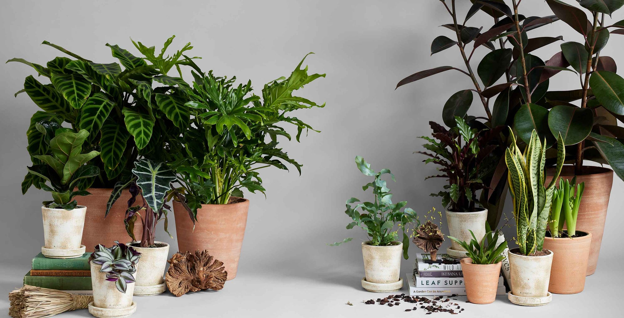 Bloomist | Make Nature Home