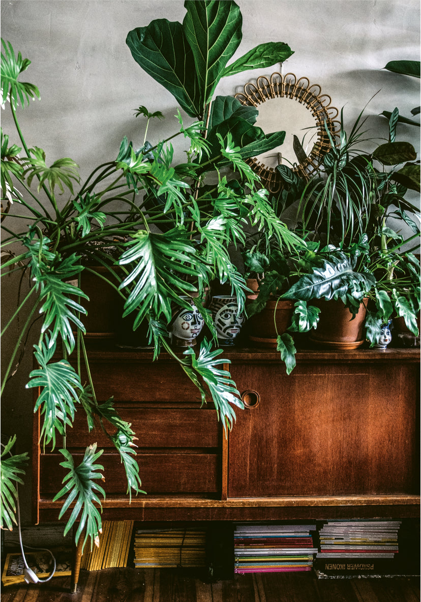 Hilton Carter, Plant Stylist, Author, And Father Of A Fiddle-leaf Fig ...